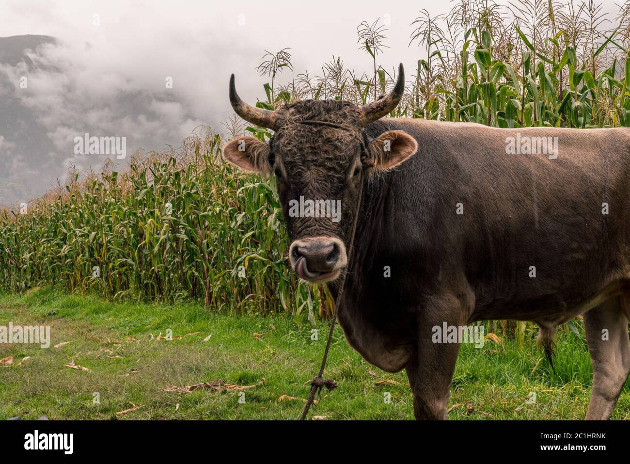 Peruvian street corn hi-res stock photography and images - Alamy