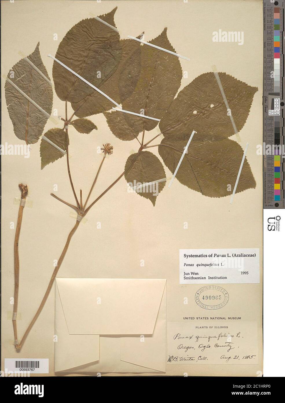 Panax quinquefolius L Panax quinquefolius L Stock Photo - Alamy