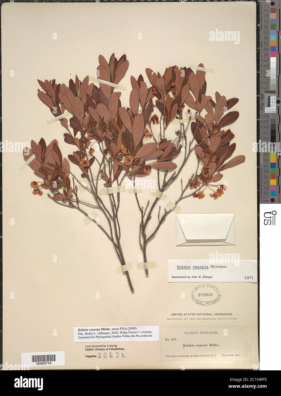 Kalmia cuneata hi-res stock photography and images - Alamy