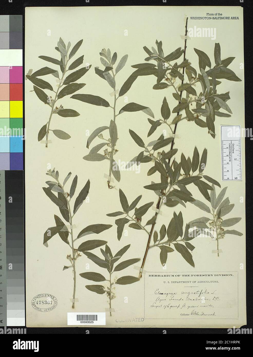 Elaeagnus angustifolia L Elaeagnus angustifolia L Stock Photo - Alamy