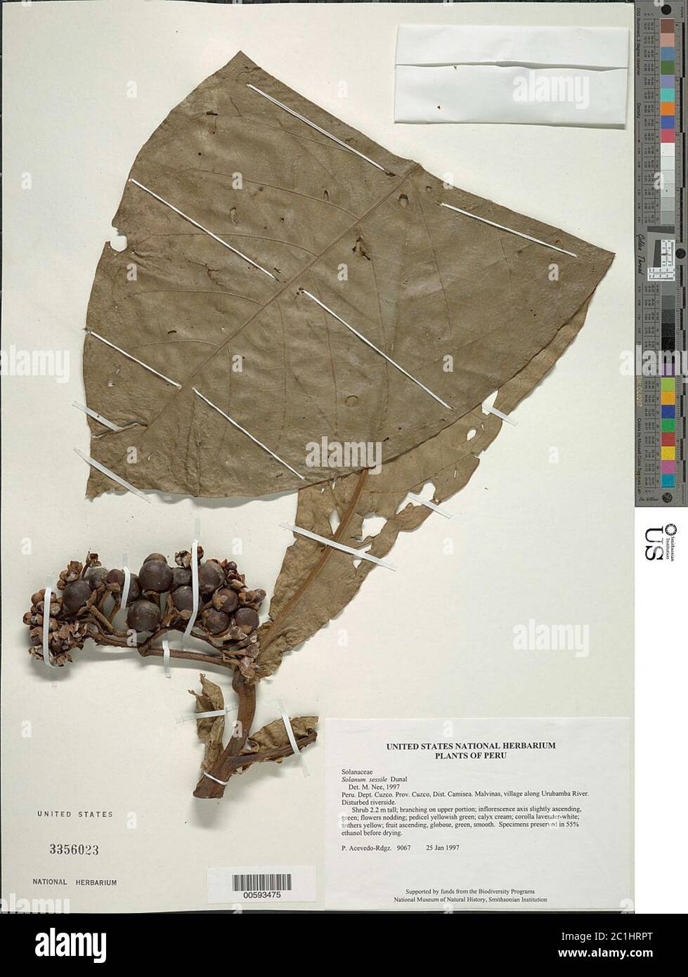 Solanum sessile Dunal Solanum sessile Dunal Stock Photo - Alamy