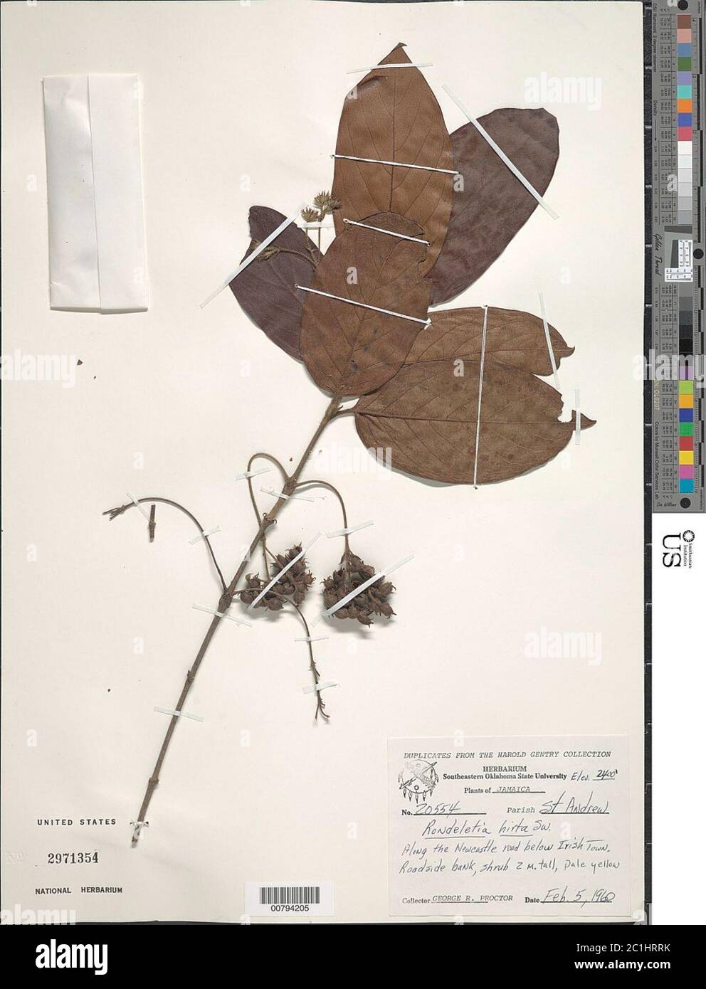 Rondeletia hirta Sw Rondeletia hirta Sw Stock Photo - Alamy