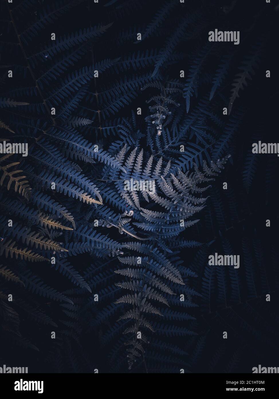 Texture fern fern fern fern hi-res stock photography and images - Alamy