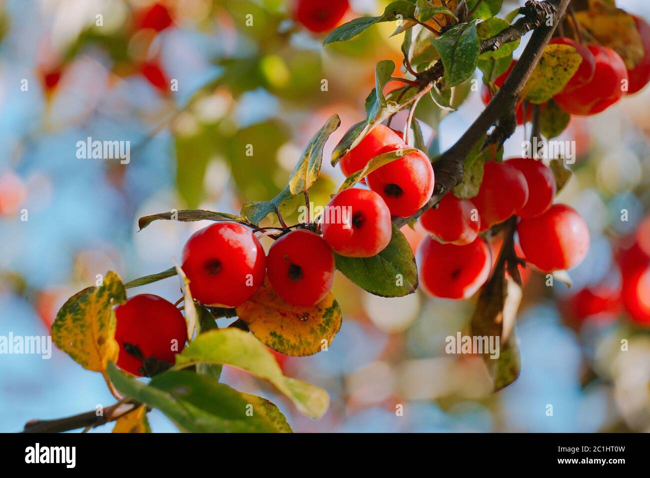 red apple fruit Stock Photo - Alamy