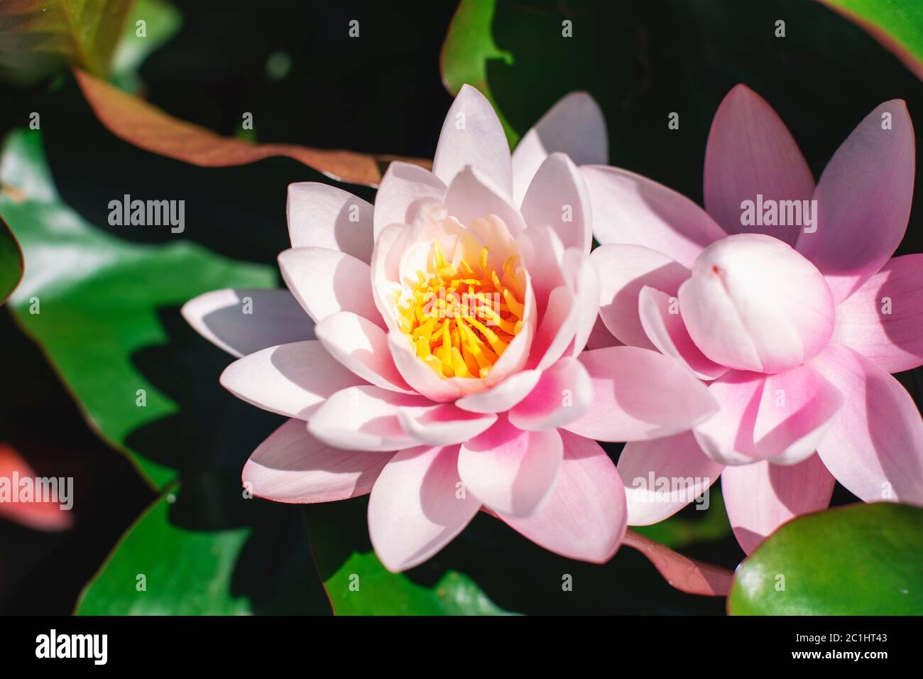 Sacred Lotus Blossom High Resolution Stock Photography and Images - Alamy