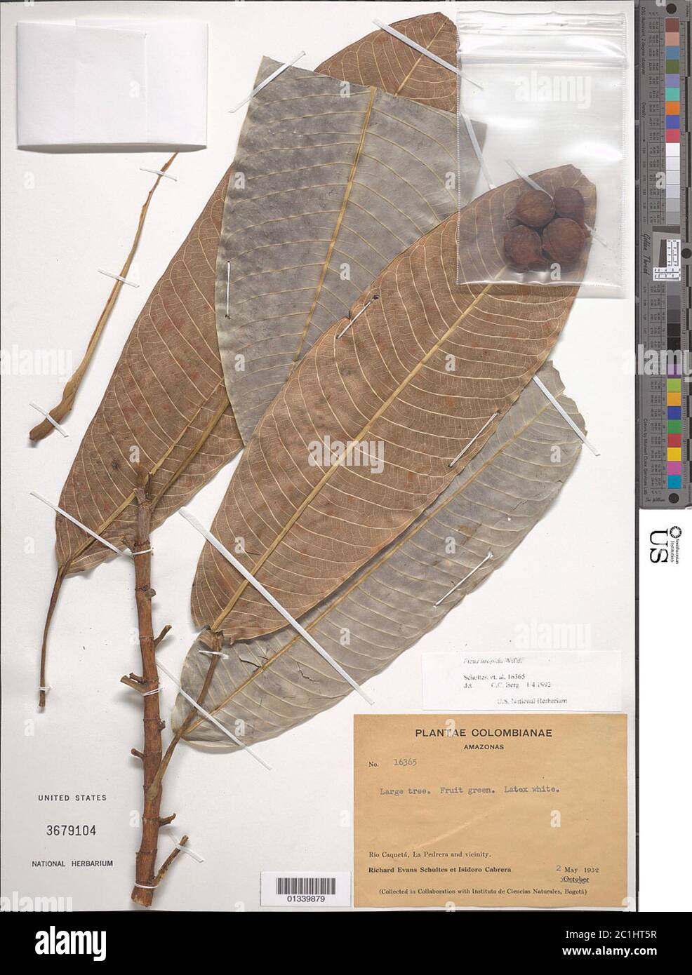 Ficus insipida Willd Ficus insipida Willd Stock Photo - Alamy