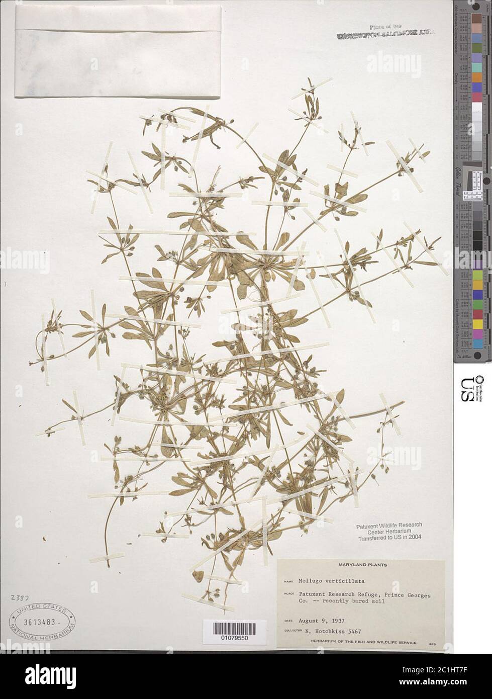 Mollugo verticillata L Mollugo verticillata L Stock Photo - Alamy