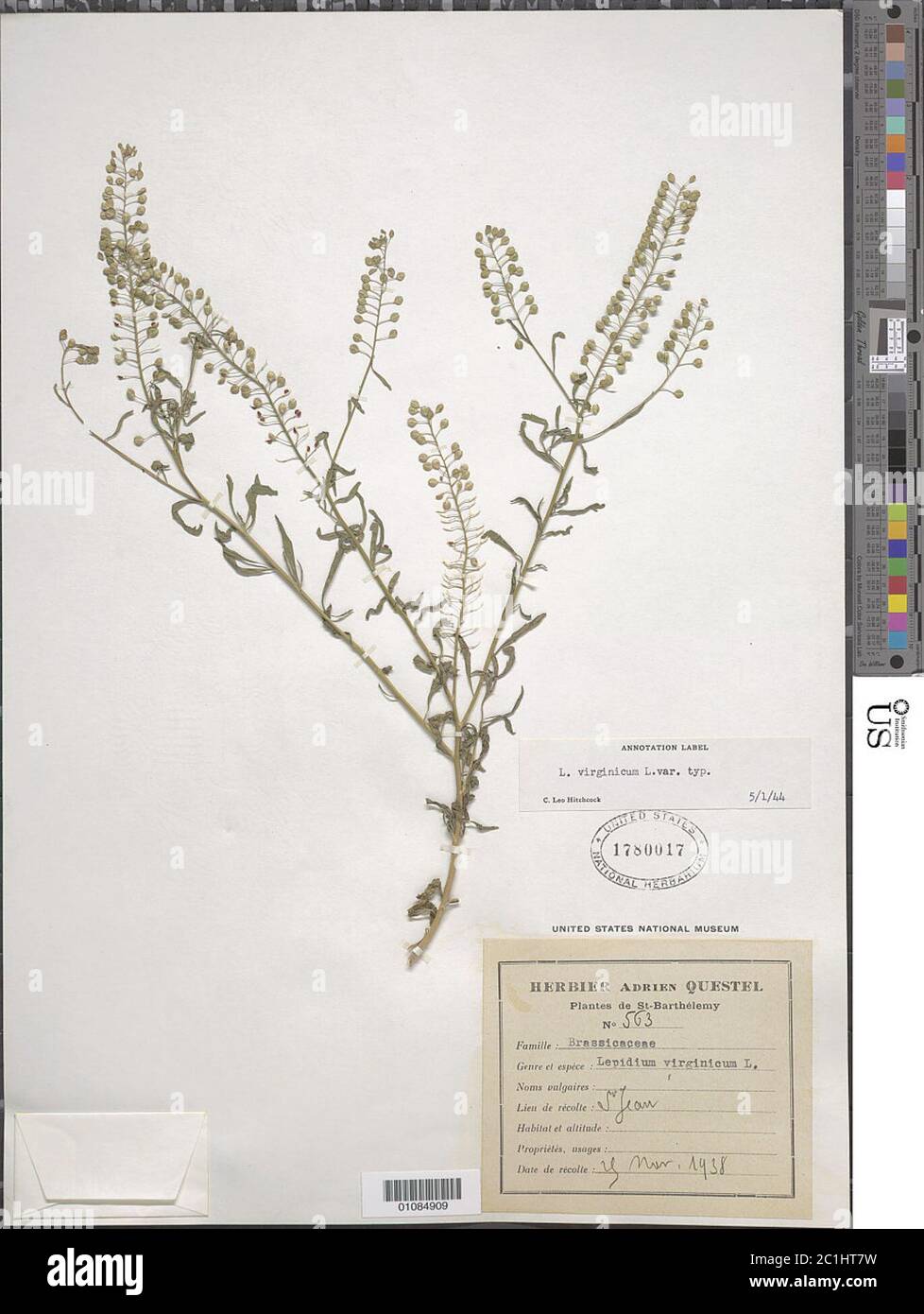 Lepidium virginicum hi-res stock photography and images - Alamy