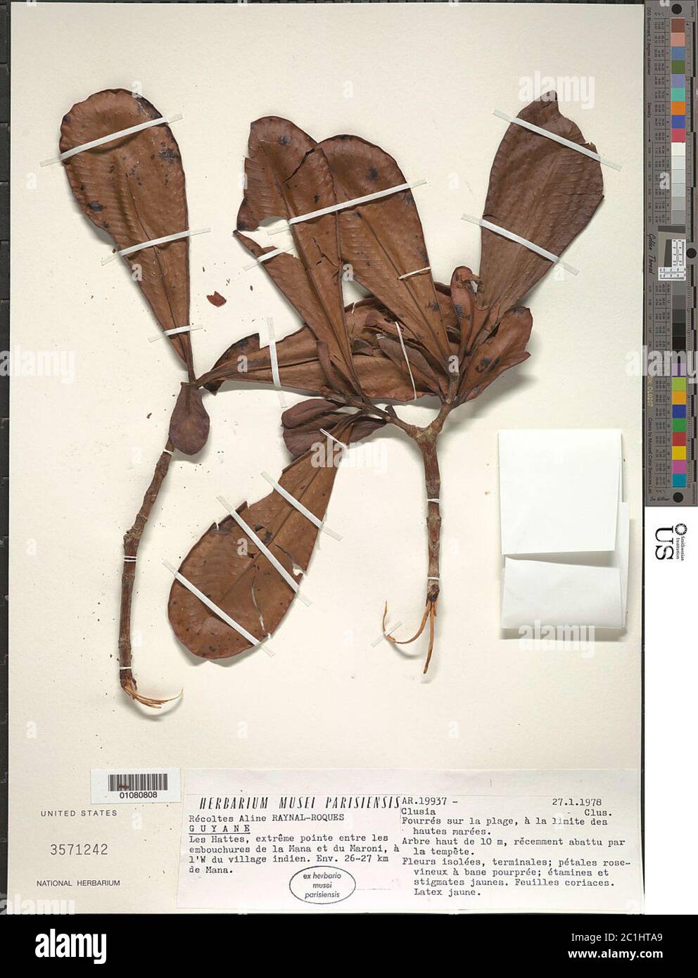 Clusia sp Clusia sp Stock Photo - Alamy