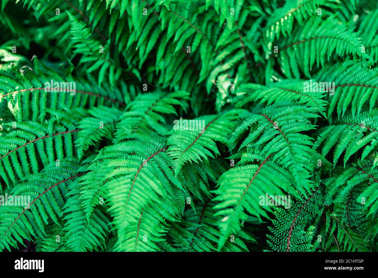 Green bush in forest hi-res stock photography and images - Alamy