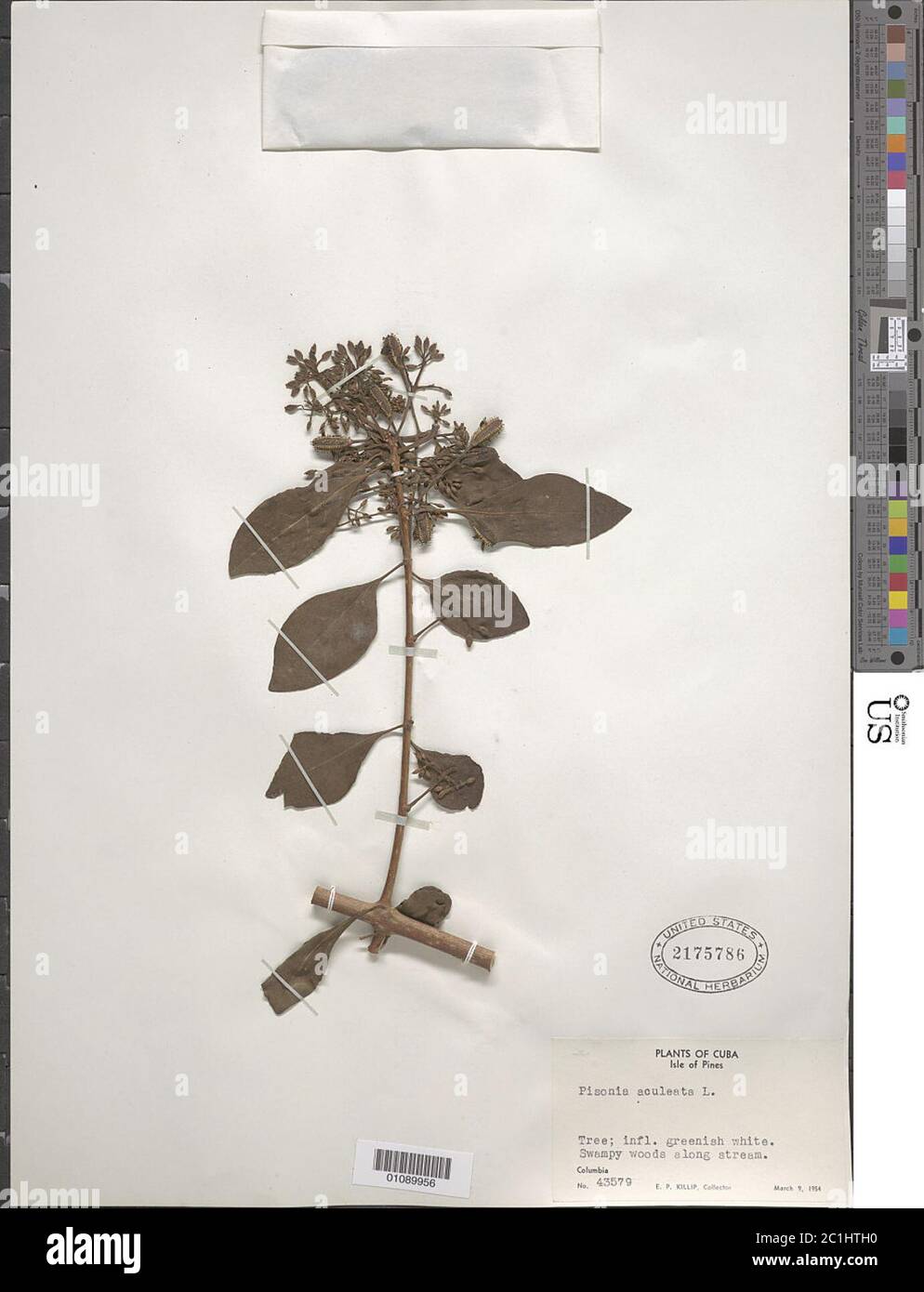 Pisonia aculeata hi-res stock photography and images - Alamy