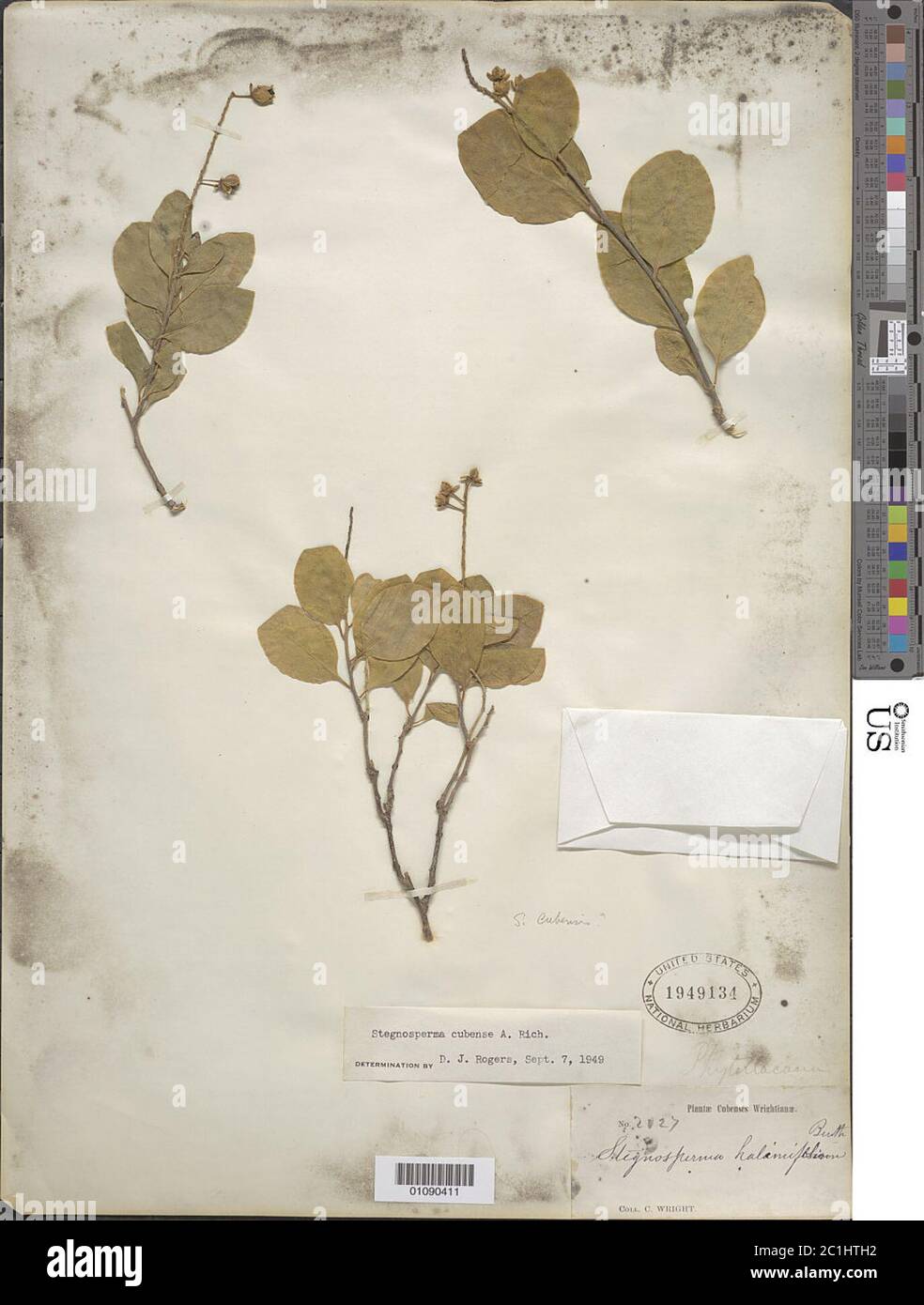 Cubense hi-res stock photography and images - Alamy