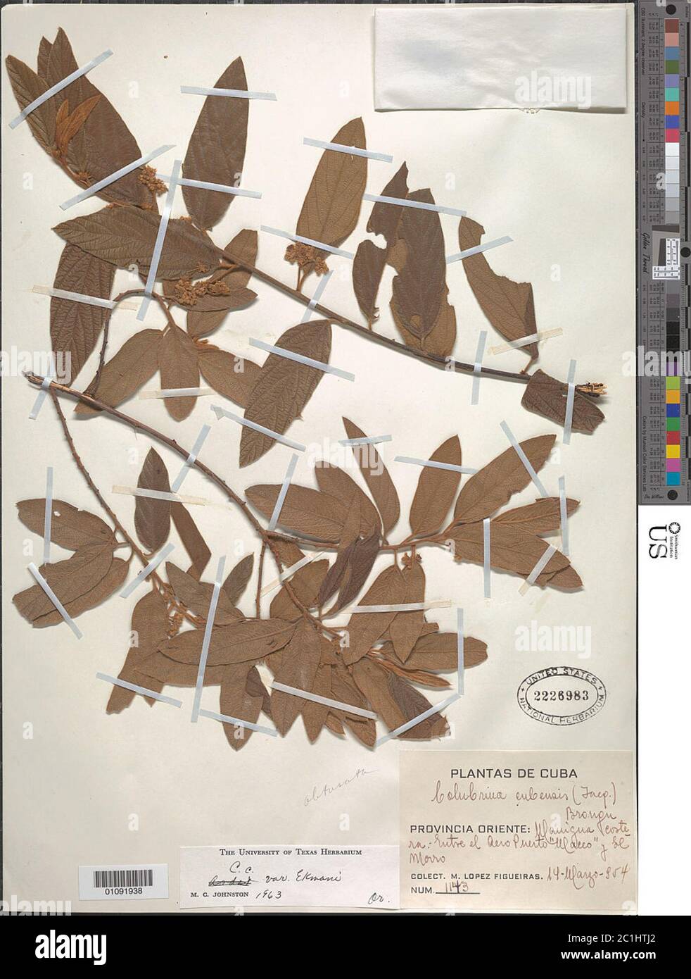 Colubrina cubensis hi-res stock photography and images - Alamy