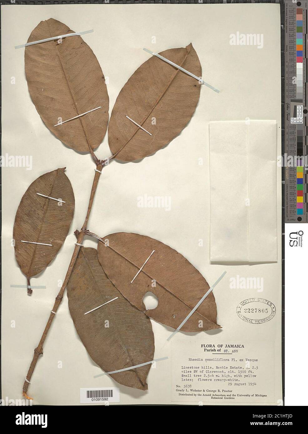 Rheedia sessiliflora Rheedia sessiliflora Stock Photo - Alamy