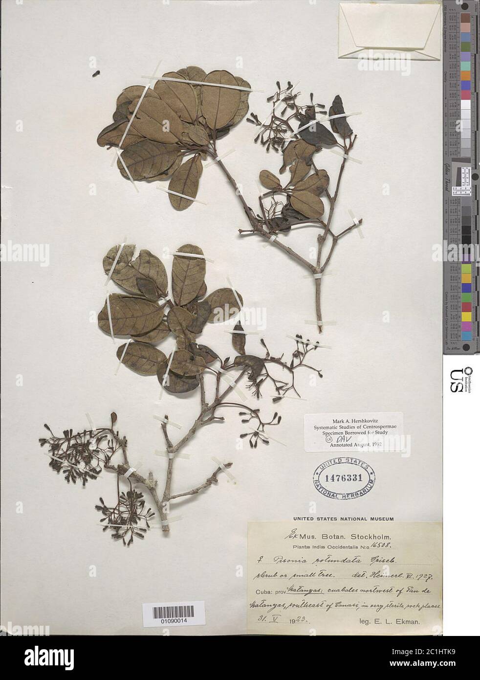 Pisonia rotundata hi-res stock photography and images - Alamy