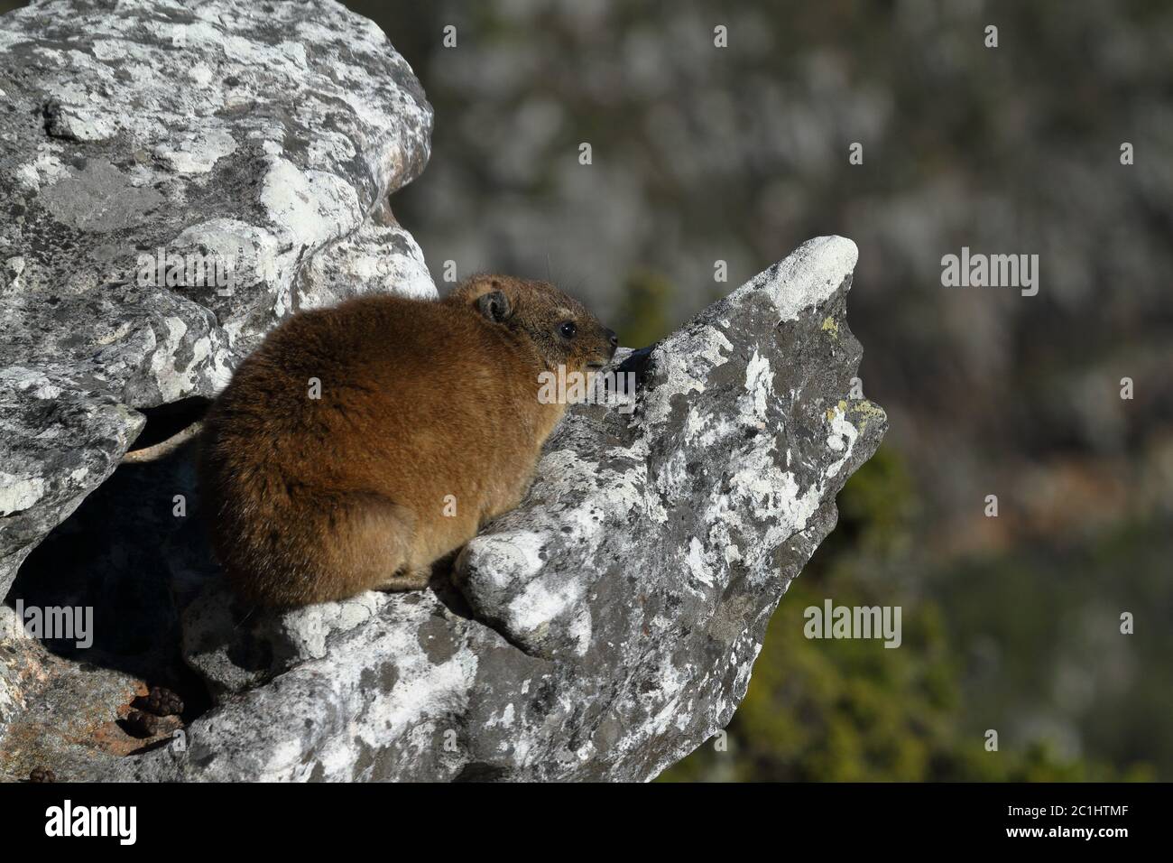 Table mountain mammal hi-res stock photography and images - Alamy