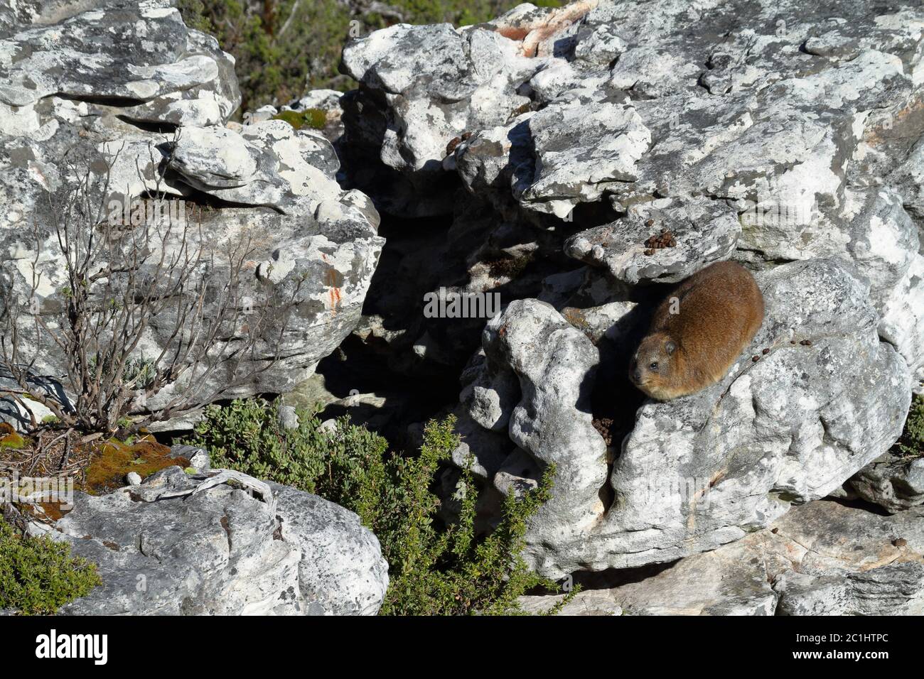 Table mountain mammal hi-res stock photography and images - Alamy