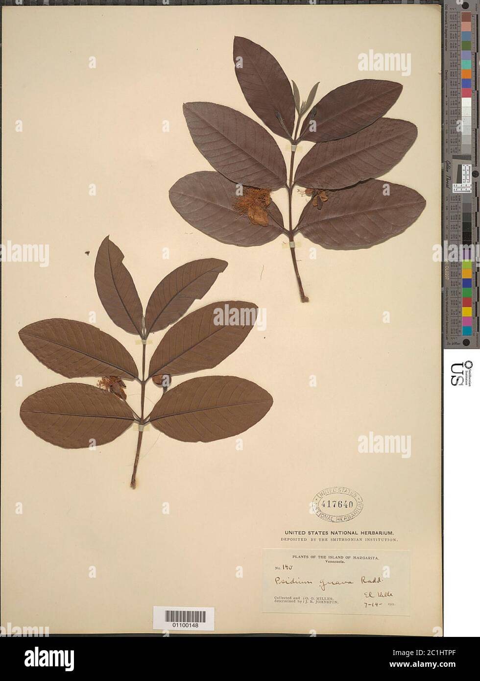 Psidium guajava L Psidium guajava L Stock Photo - Alamy