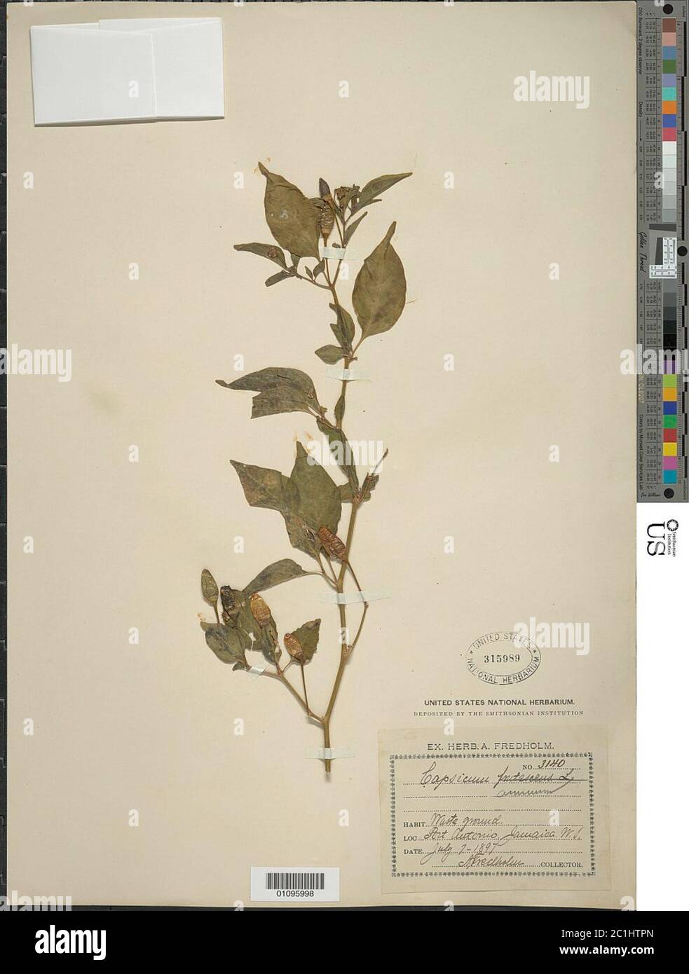 Capsicum annuum L Capsicum annuum L Stock Photo - Alamy