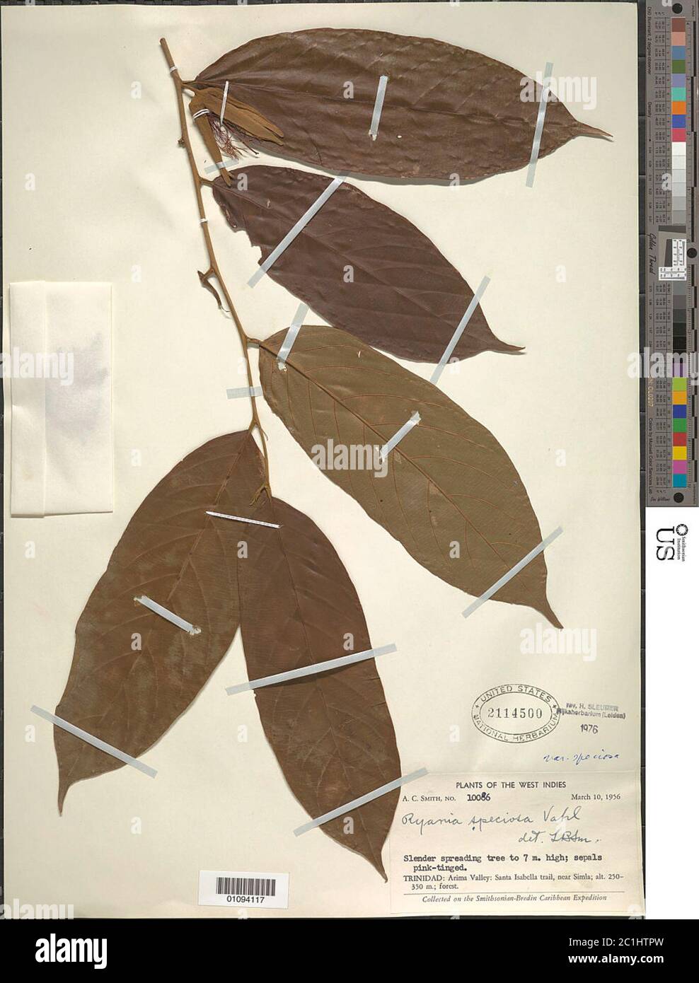 Ryania speciosa hi-res stock photography and images - Alamy