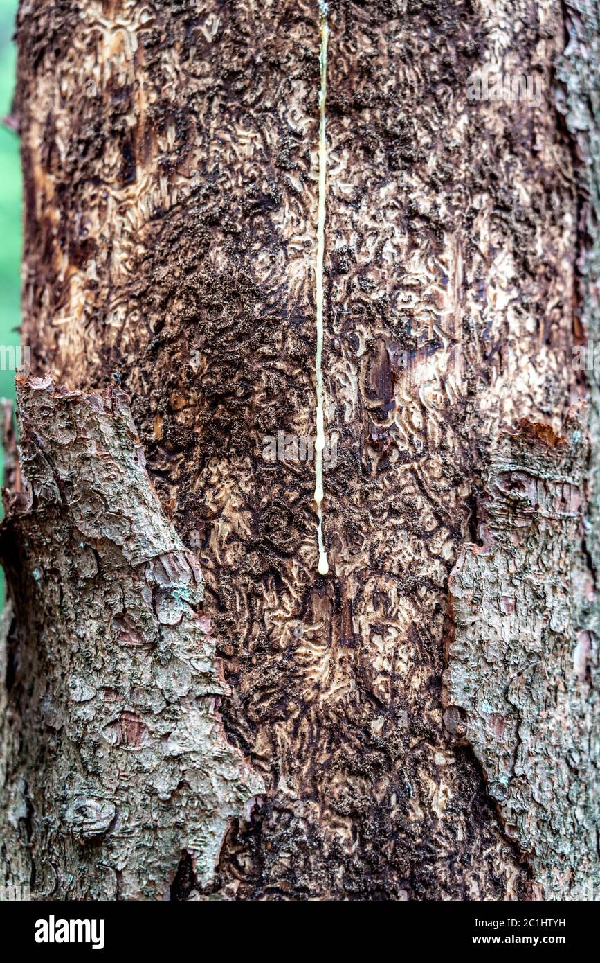 Forest dieback in the Arnsberg Forest Nature Park, more than 70 percent ...