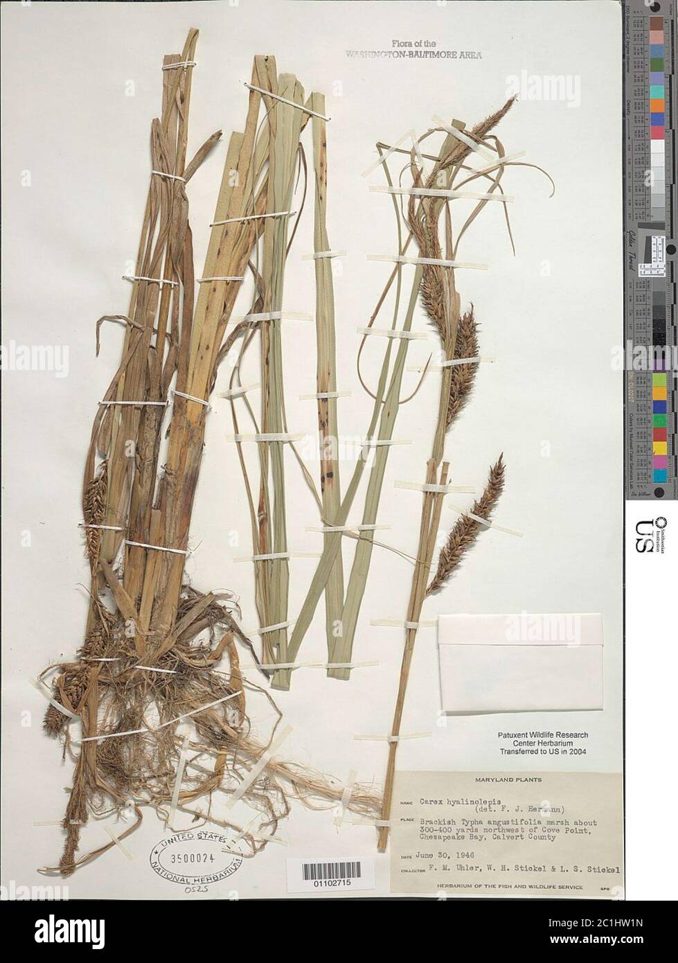 Carex hyalinolepis Steud Carex hyalinolepis Steud Stock Photo - Alamy