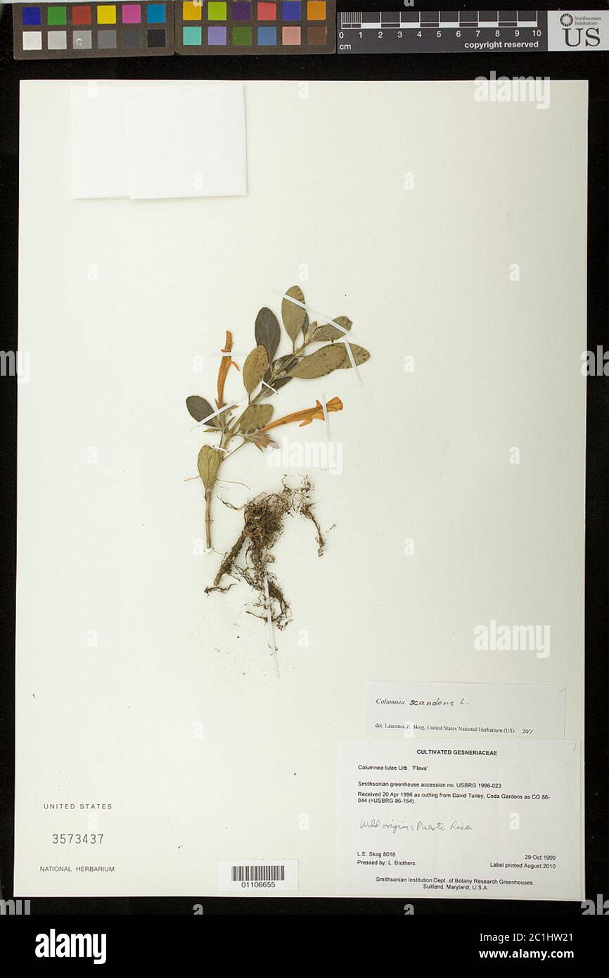 Columnea scandens Flava Columnea scandens Flava Stock Photo - Alamy