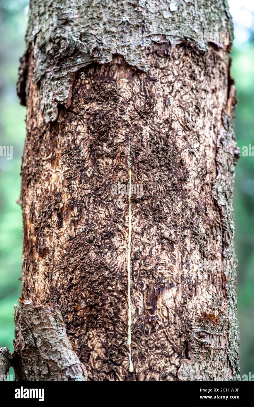 Forest dieback in the Arnsberg Forest Nature Park, more than 70 percent ...