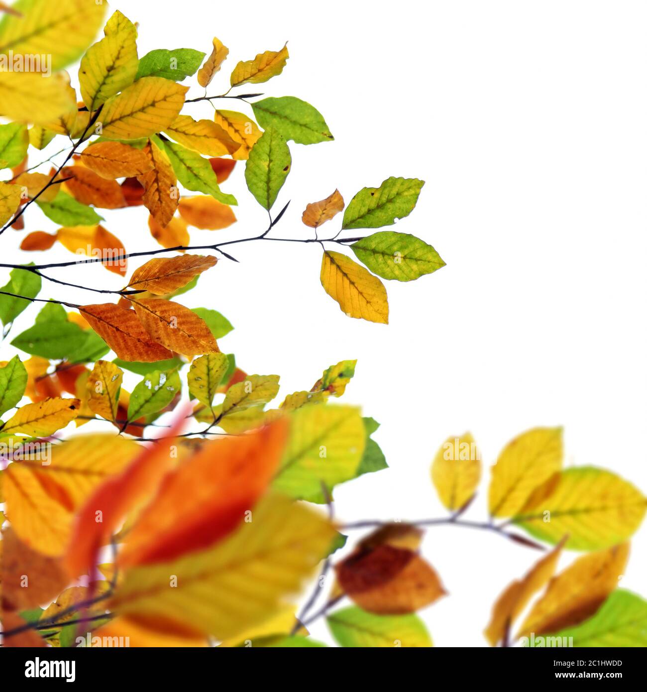 Nature background autumn forest textures hi-res stock photography and ...
