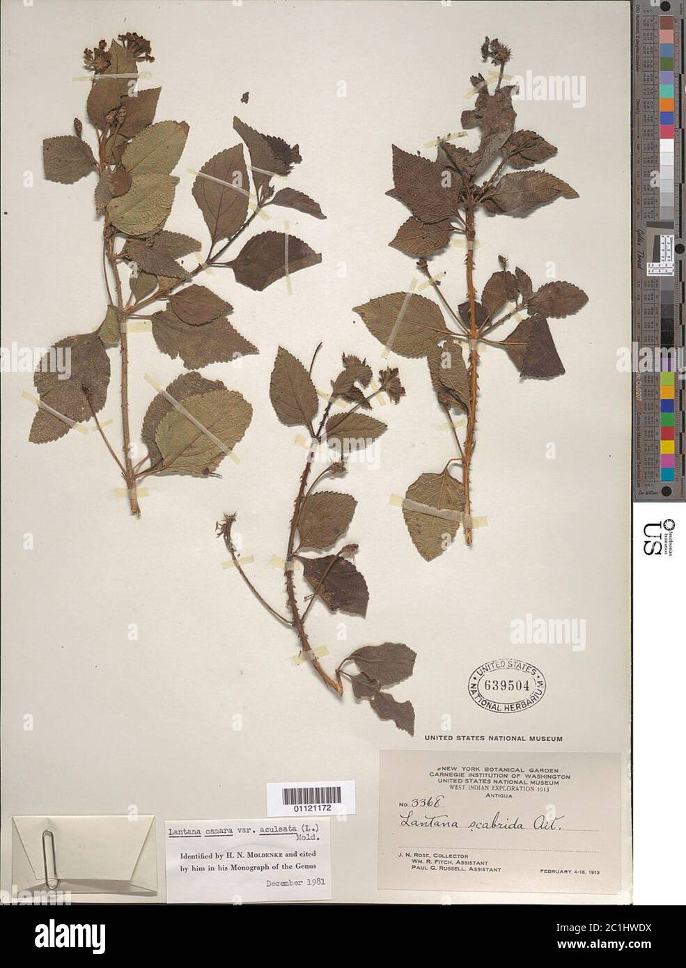 Lantana camara var aculeata L Moldenke Lantana camara var aculeata L ...