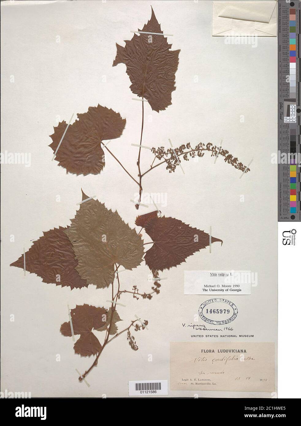 Vitis vulpina L Vitis vulpina L Stock Photo - Alamy