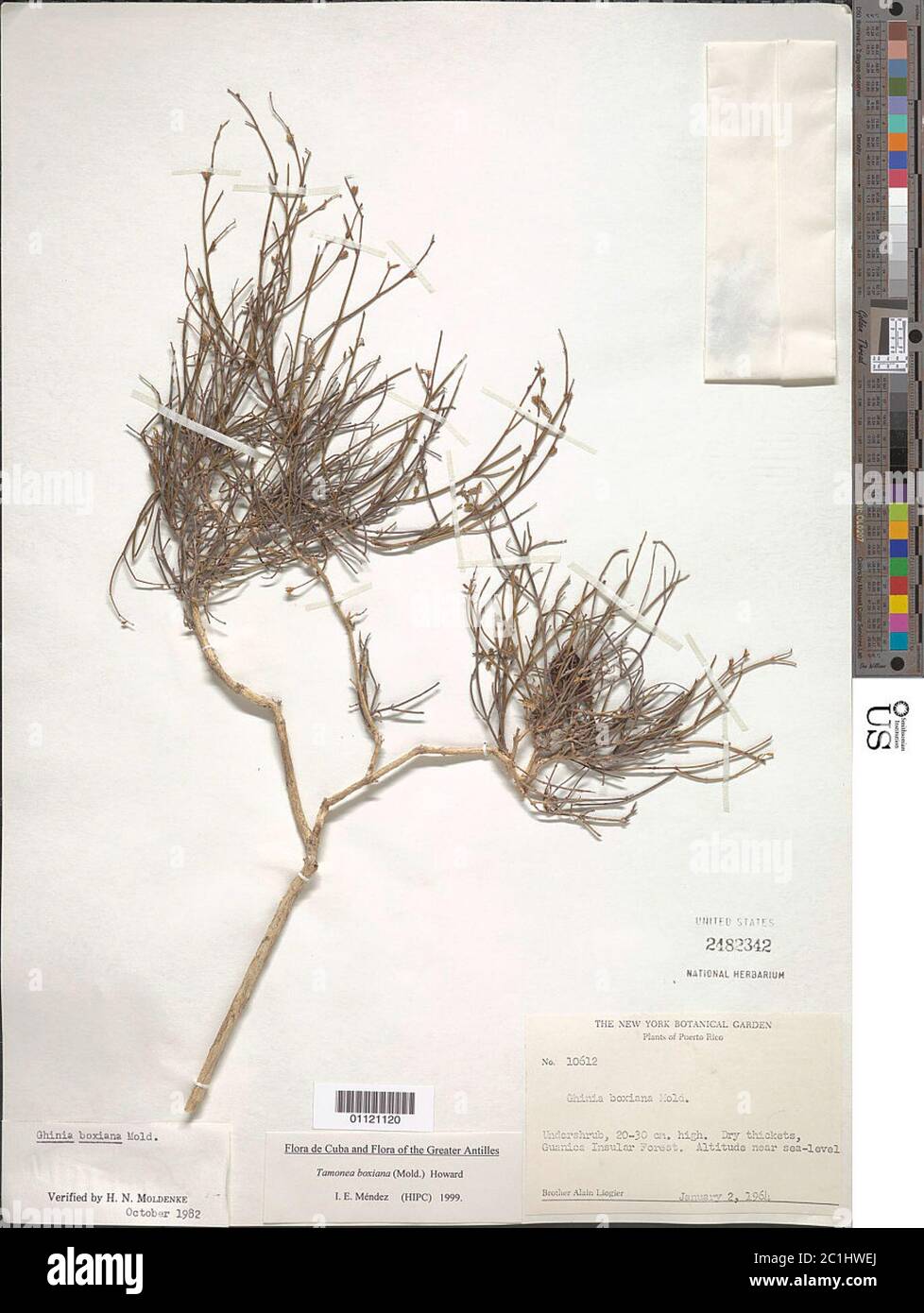 Tamonea boxiana Moldenke RA Howard Tamonea boxiana Moldenke RA Howard ...