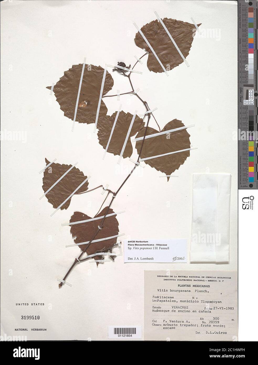 Vitis popenoei JL Fennell Vitis popenoei JL Fennell Stock Photo - Alamy
