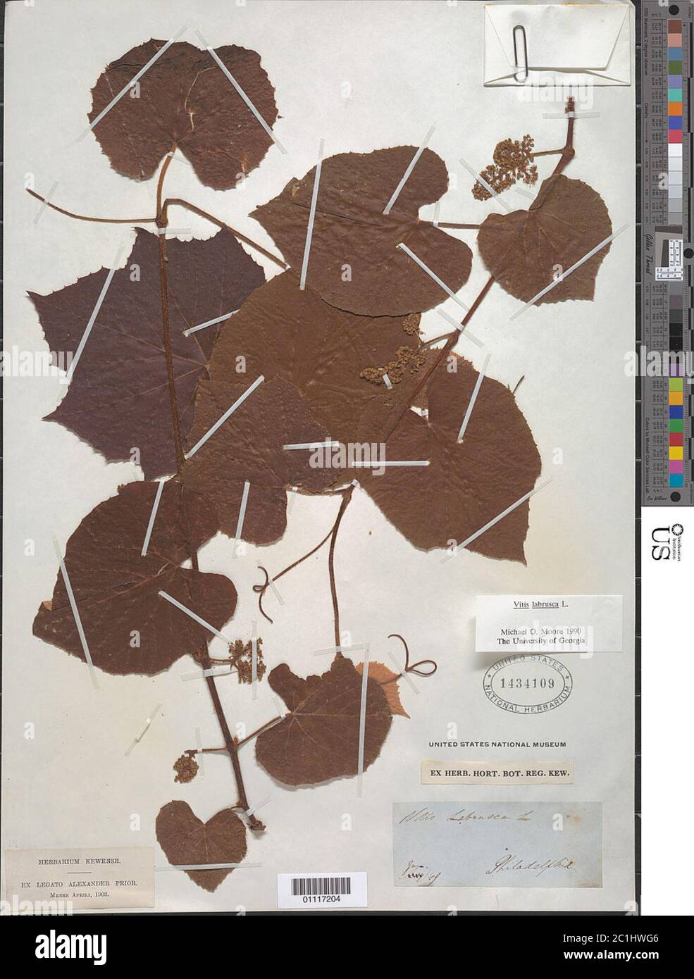 Vitis labrusca L Vitis labrusca L Stock Photo - Alamy