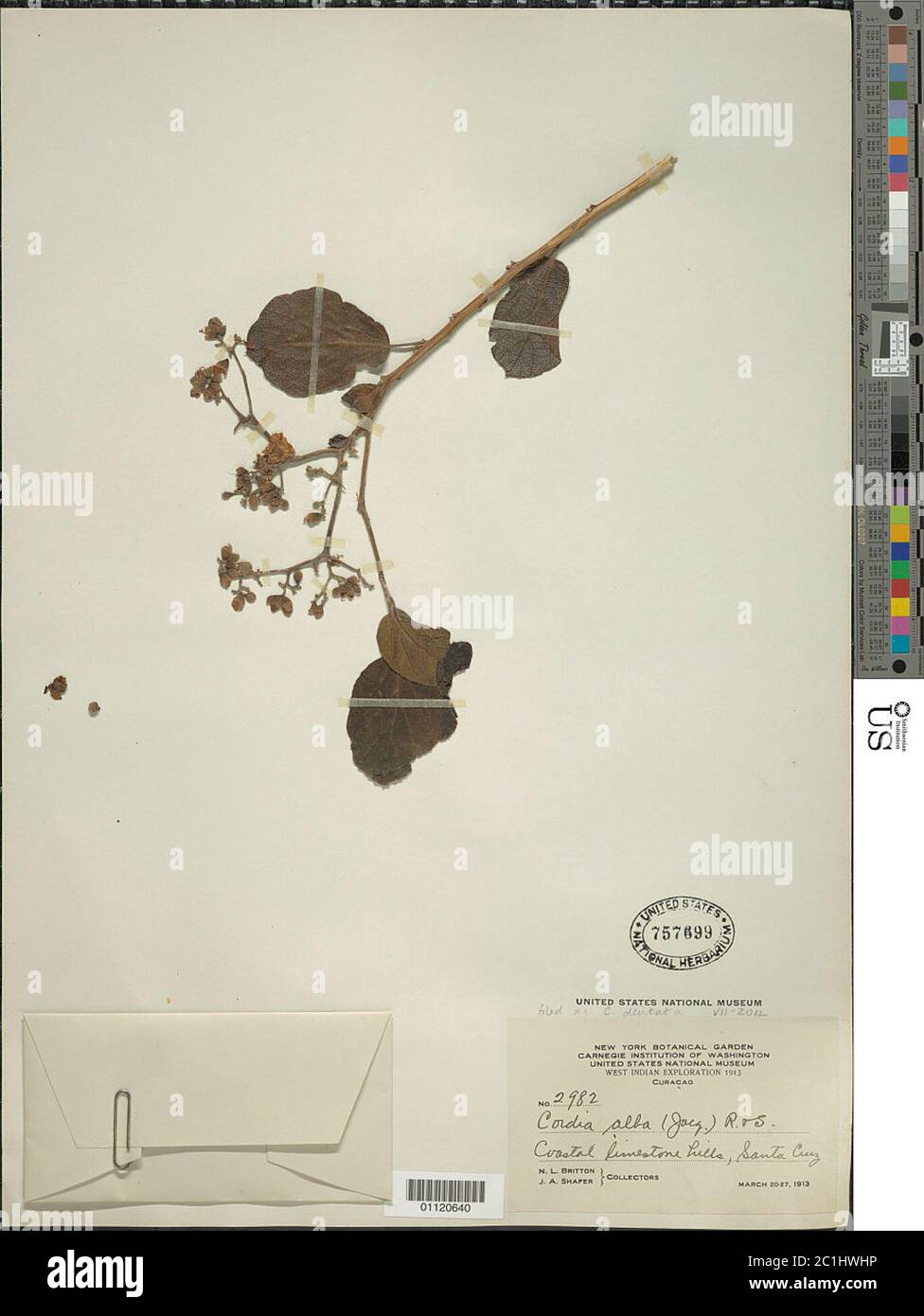 Cordia dentata hi-res stock photography and images - Alamy