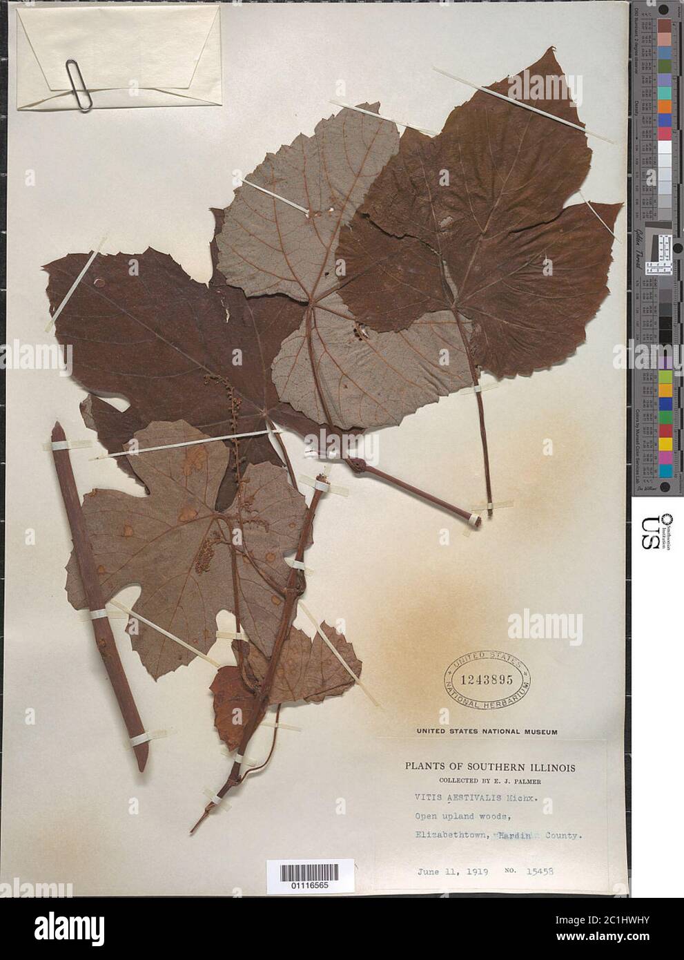 Botany vitis aestivalis hi-res stock photography and images - Alamy