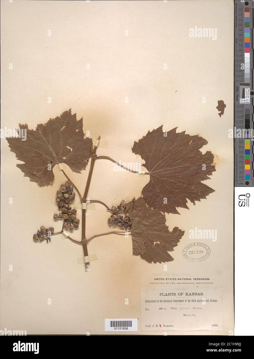 Vitis vulpina L Vitis vulpina L Stock Photo - Alamy