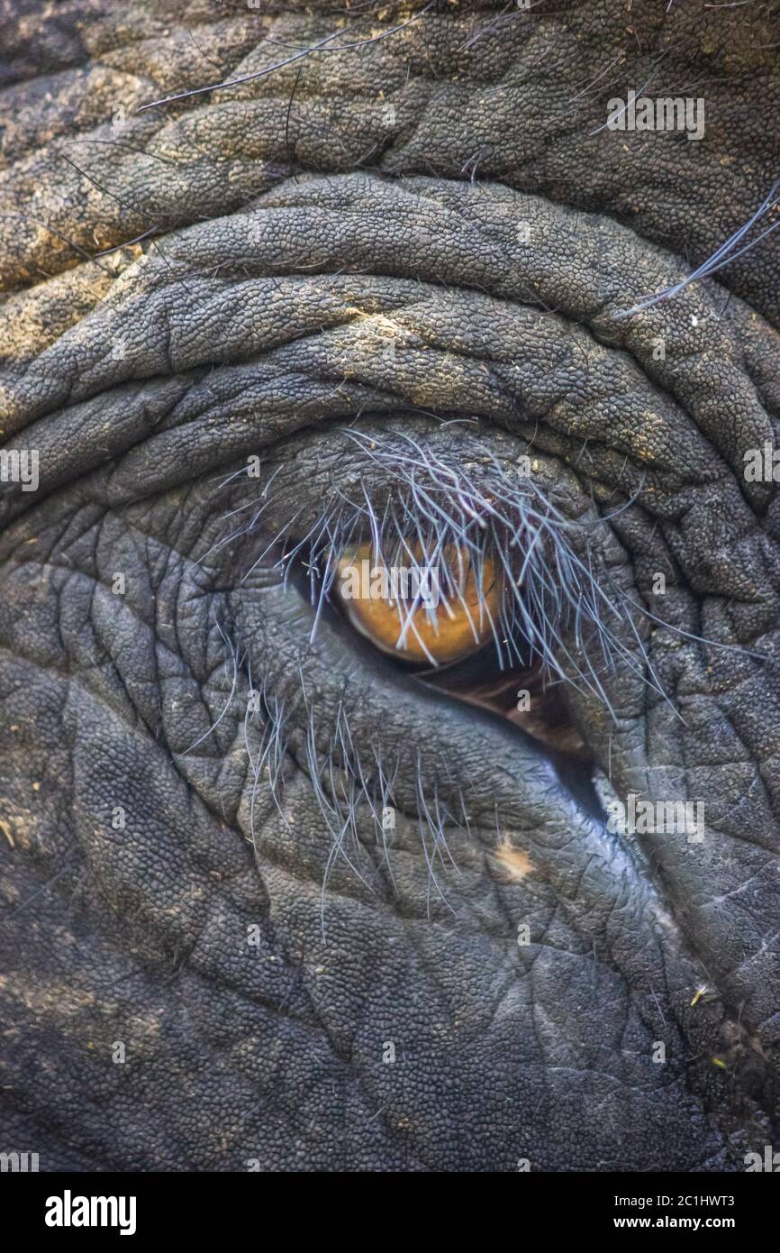 Asiatic elephant conservation hi-res stock photography and images - Alamy