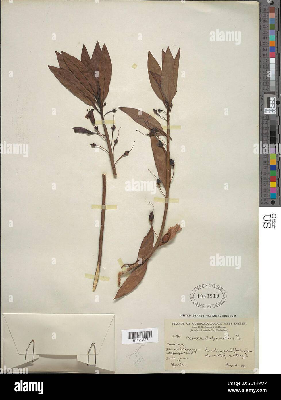 Bontia daphnoides L Bontia daphnoides L Stock Photo - Alamy