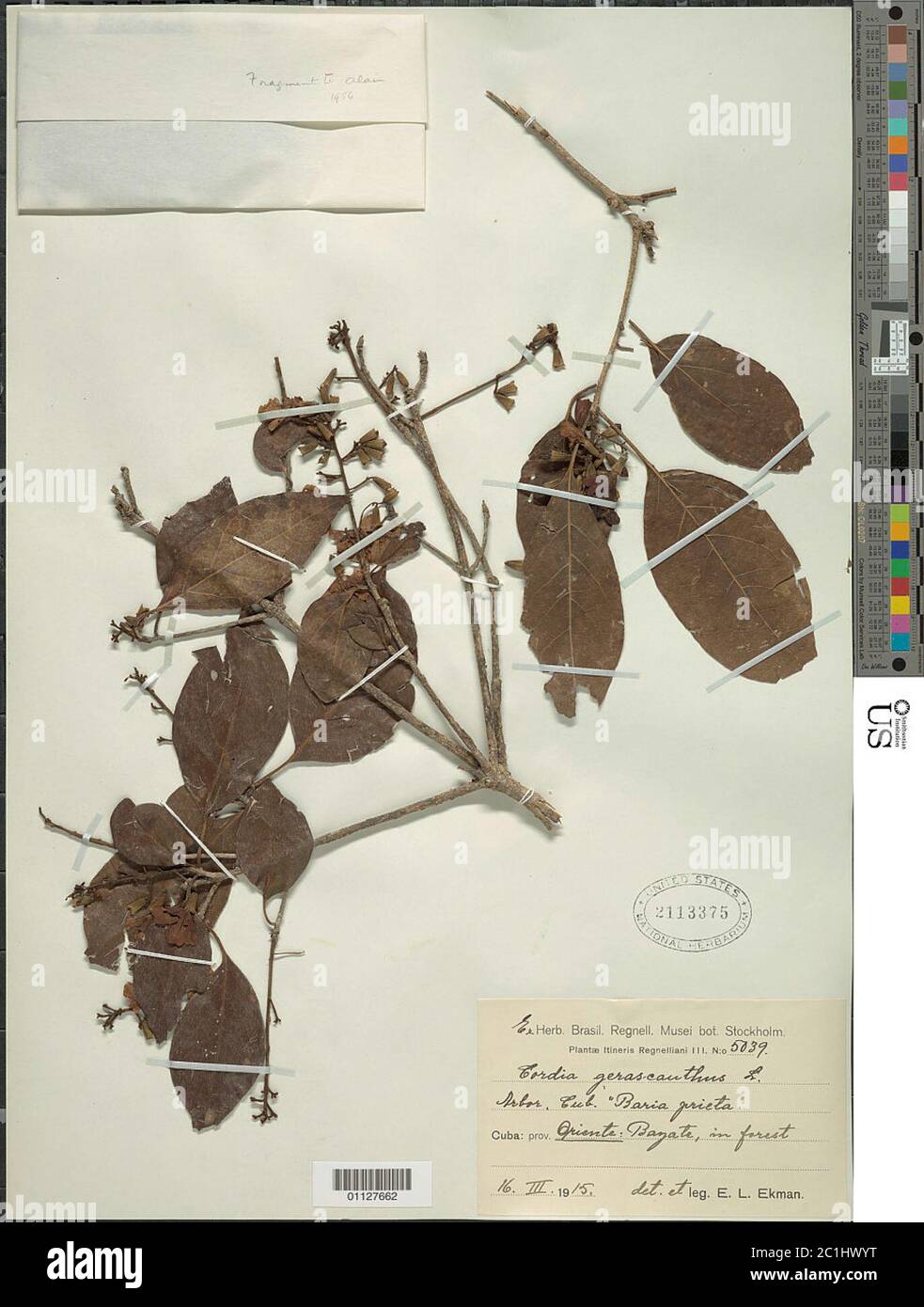 Cordia gerascanthus L Cordia gerascanthus L Stock Photo - Alamy