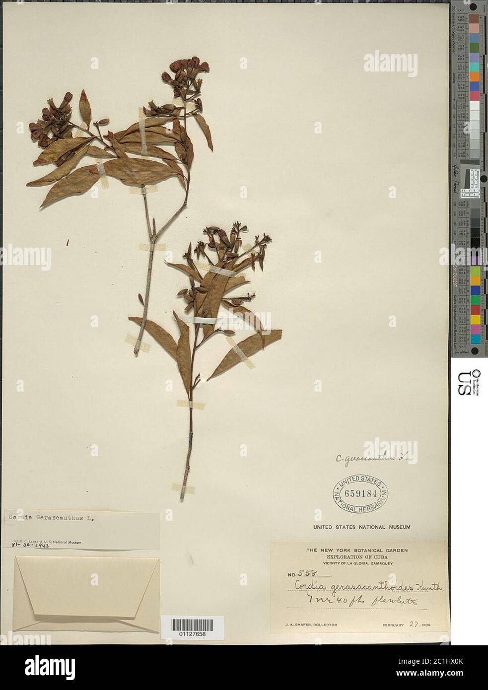 Cordia gerascanthus L Cordia gerascanthus L Stock Photo - Alamy