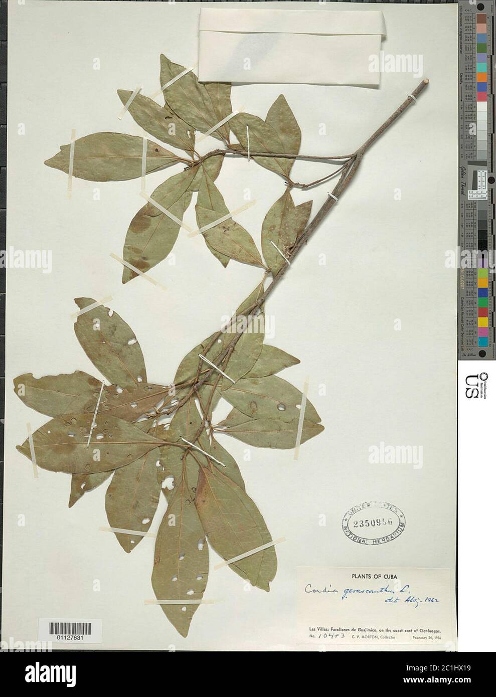 Cordia gerascanthus L Cordia gerascanthus L Stock Photo - Alamy