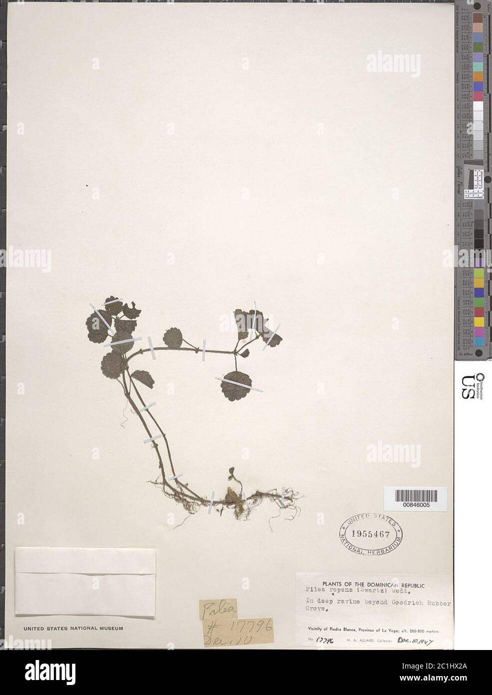 Pilea repens Sw Wedd Pilea repens Sw Wedd Stock Photo - Alamy