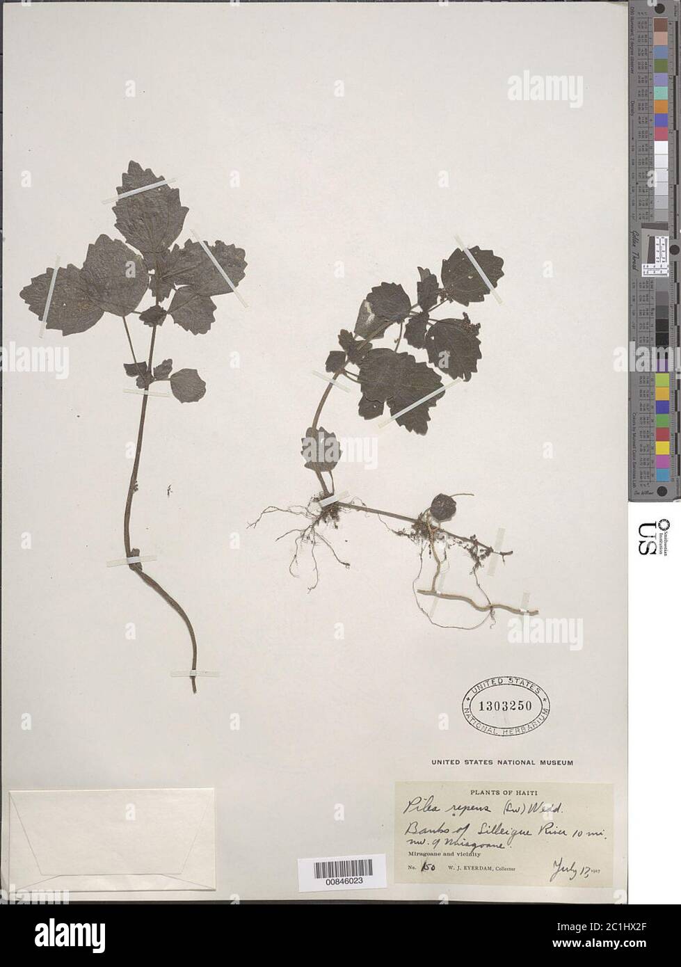 Pilea repens Sw Wedd Pilea repens Sw Wedd Stock Photo - Alamy