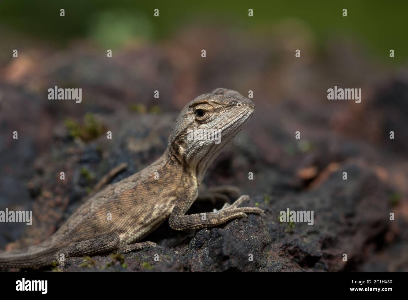 Fan throated lizard hi-res stock photography and images - Alamy