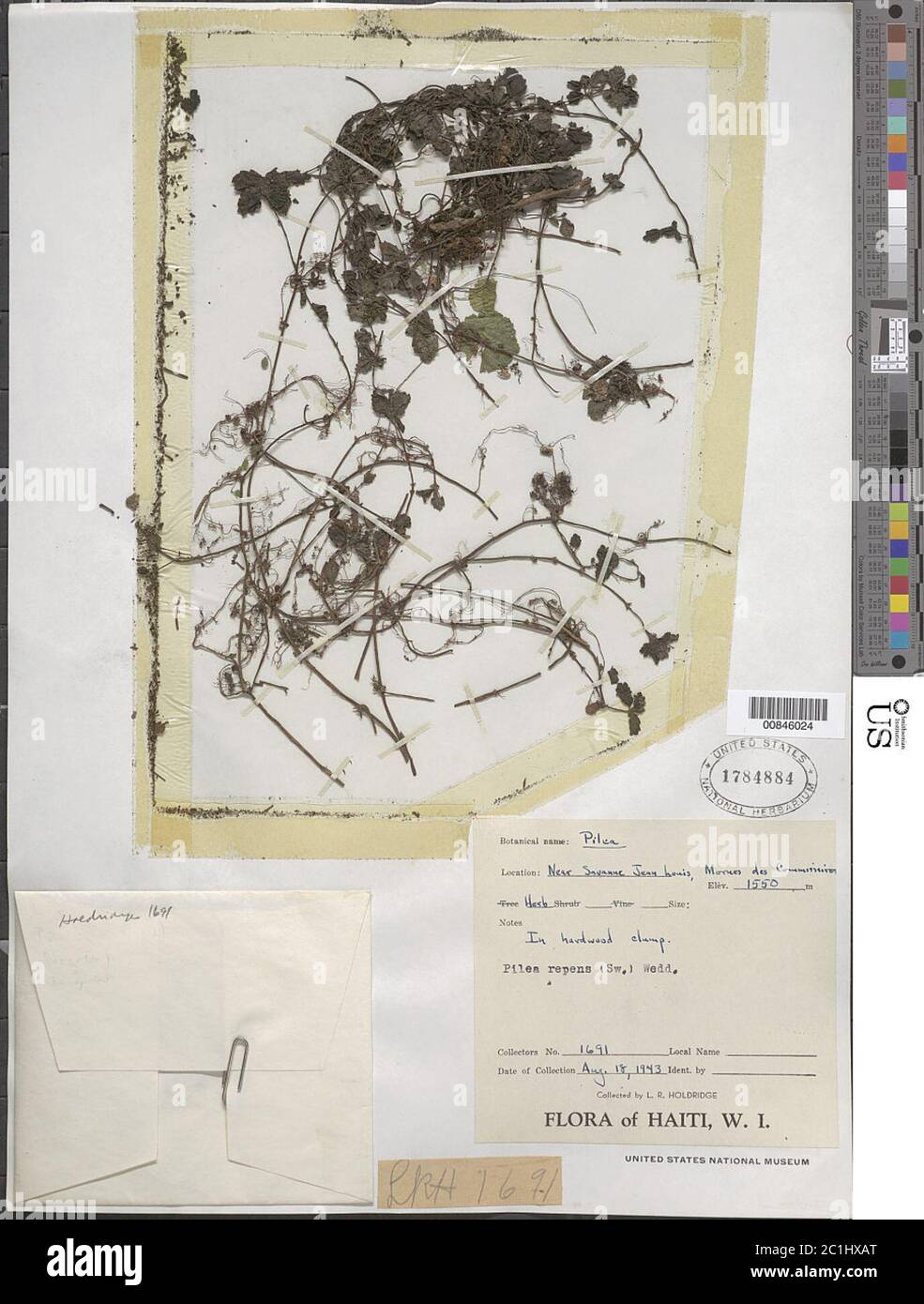 Pilea repens Sw Wedd Pilea repens Sw Wedd Stock Photo - Alamy