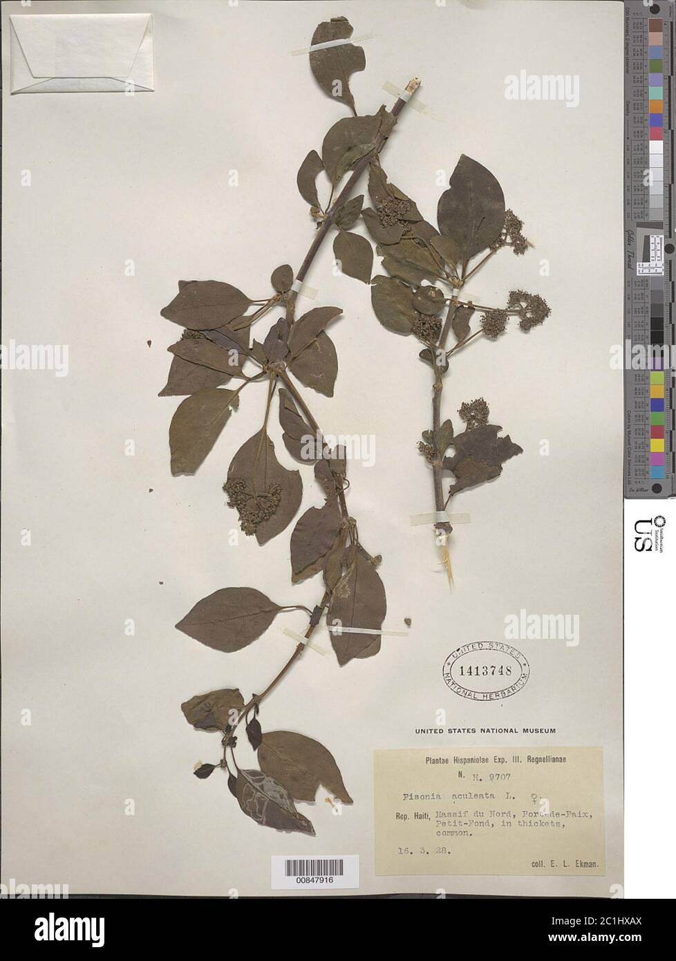 Pisonia aculeata L Pisonia aculeata L Stock Photo - Alamy