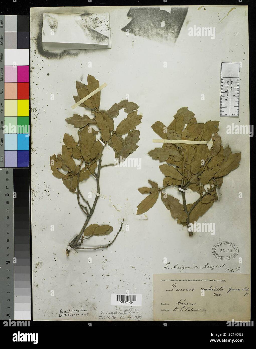 Undulate leaf margins hi-res stock photography and images - Alamy