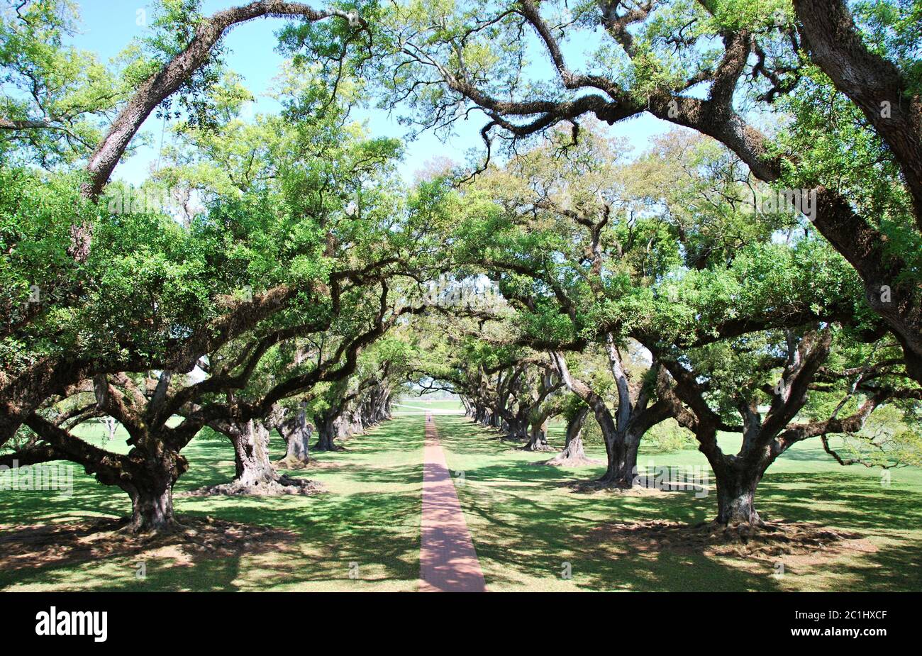 Oak alley plantation hi-res stock photography and images - Alamy