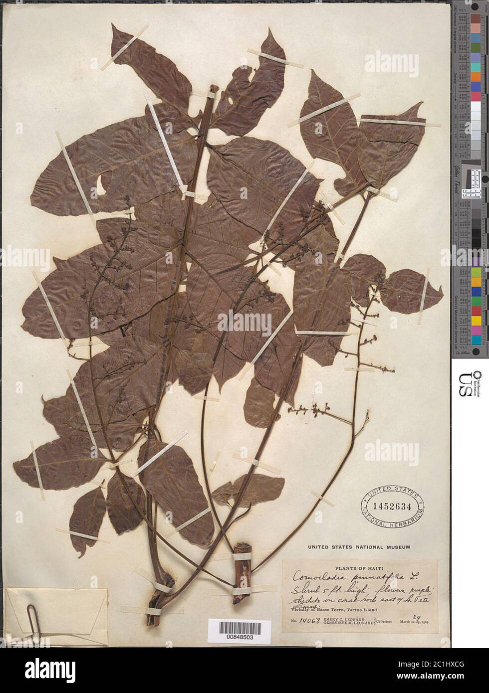 Comocladia pinnatifolia L Comocladia pinnatifolia L Stock Photo - Alamy
